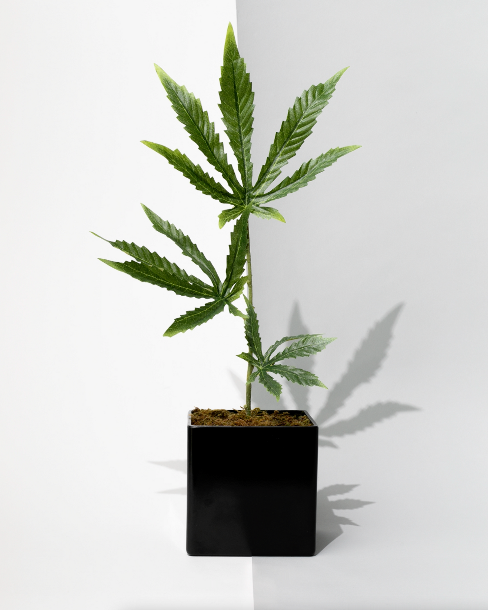 Black Pot – Flowers of Pot